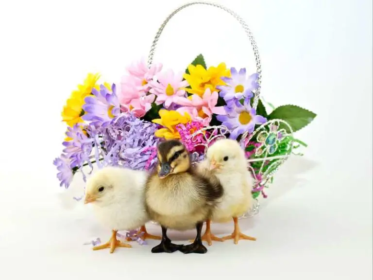 21 ADORABLE BABY’S FIRST EASTER CELEBRATION - padebby