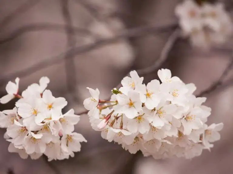 19 STUNNING TIPS FOR ARRANGING SPRING FLOWERS - padebby